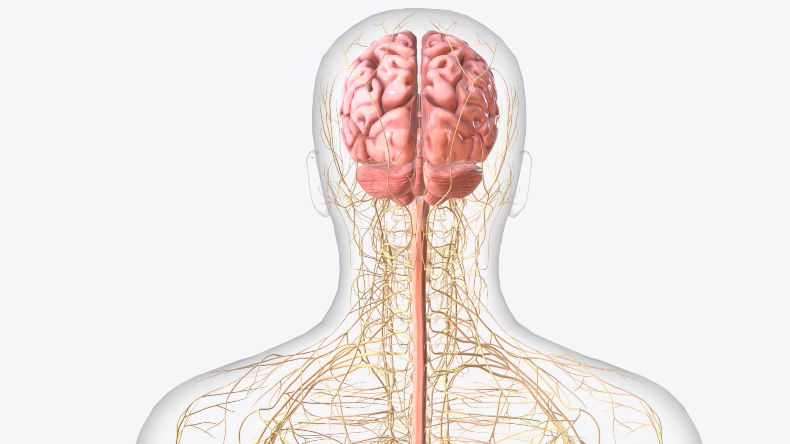 What are neurotoxicants and how can we avoid them? - Lasting ...